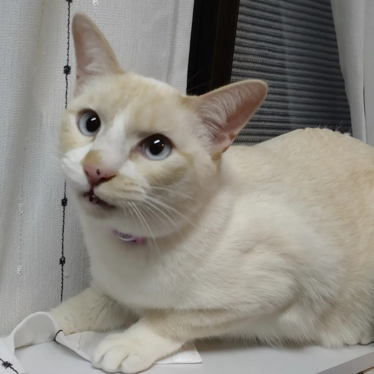 にゃんばー130｜シロ